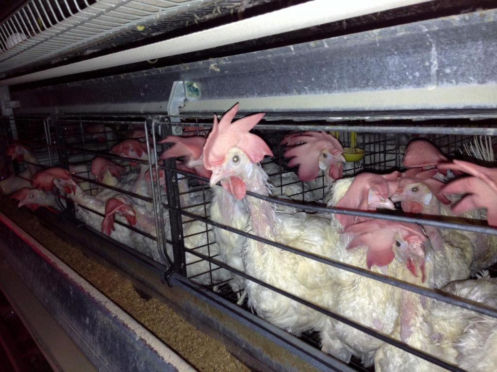 Daniel Abiliba: A call to ban battery cages in Ghana - MyJoyOnline
