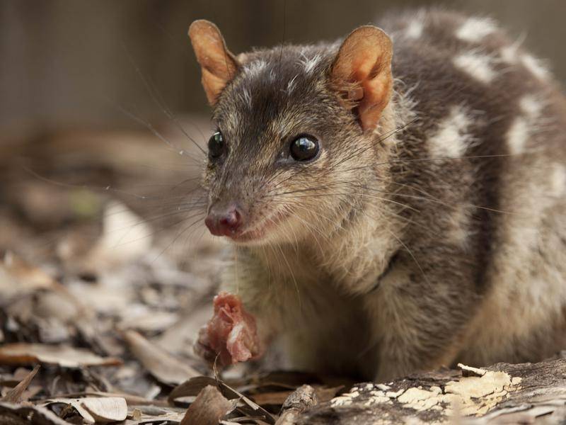 Sex and no sleep may be killing endangered quolls - Research - MyJoyOnline