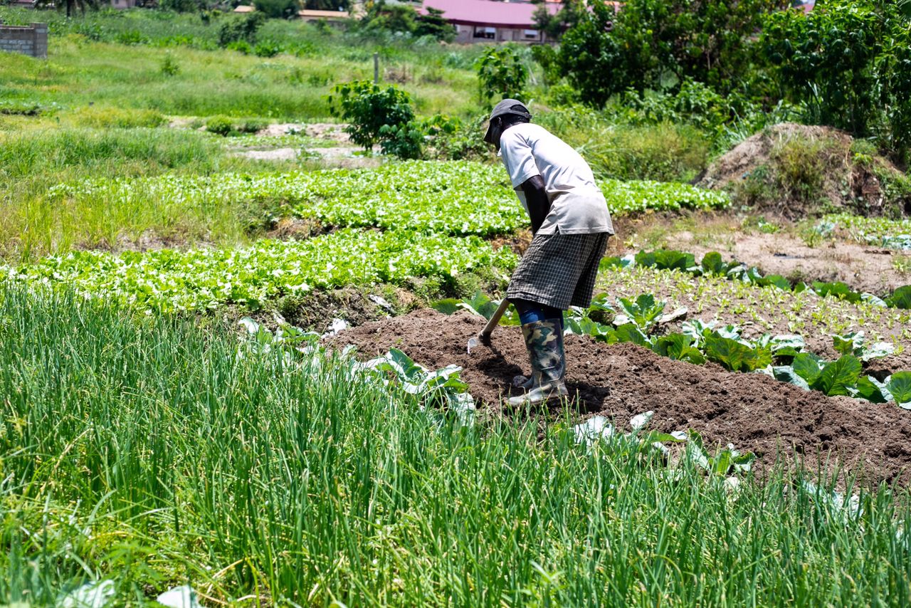 Digitalising Agriculture: Tech companies meet horticultural value chain ...