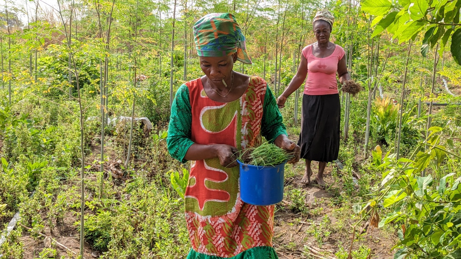 Addressing gender gap in agrifood systems could enhance global economy ...