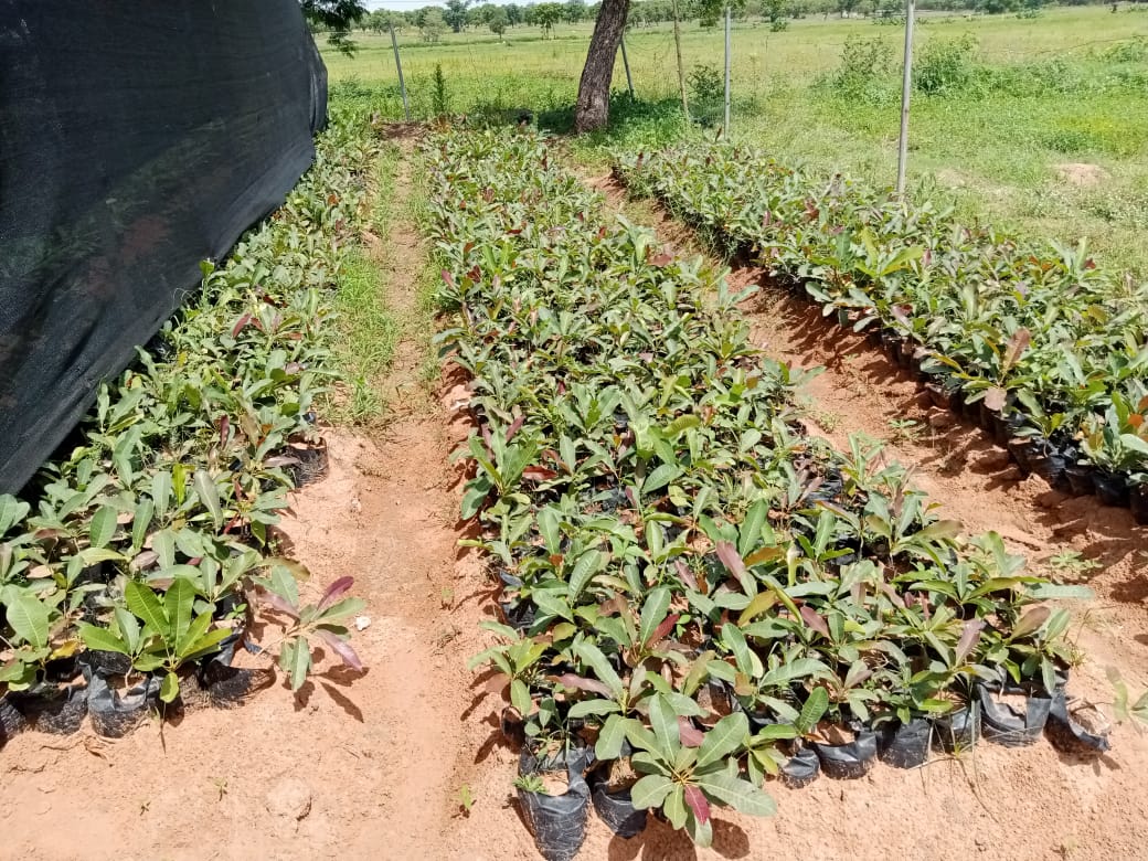 Shea tree maturation to be reduced from 25 years to 5 years ...