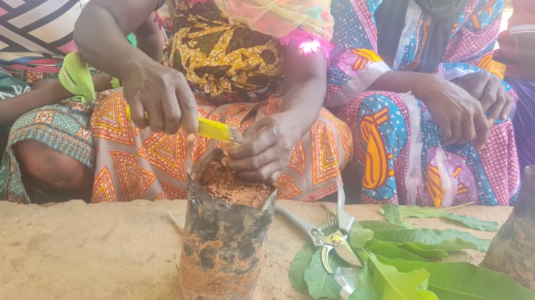 Shea tree maturation to be reduced from 25 years to 5 years ...
