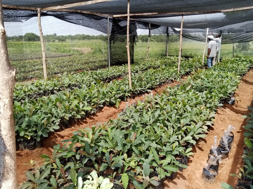 Shea tree maturation to be reduced from 25 years to 5 years - MyJoyOnline