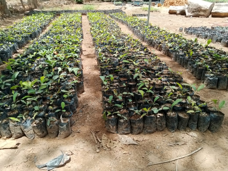 Shea tree maturation to be reduced from 25 years to 5 years ...