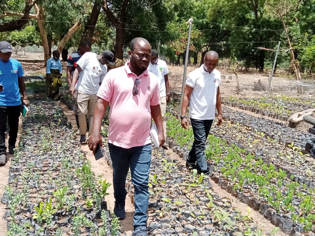 Shea tree maturation to be reduced from 25 years to 5 years ...