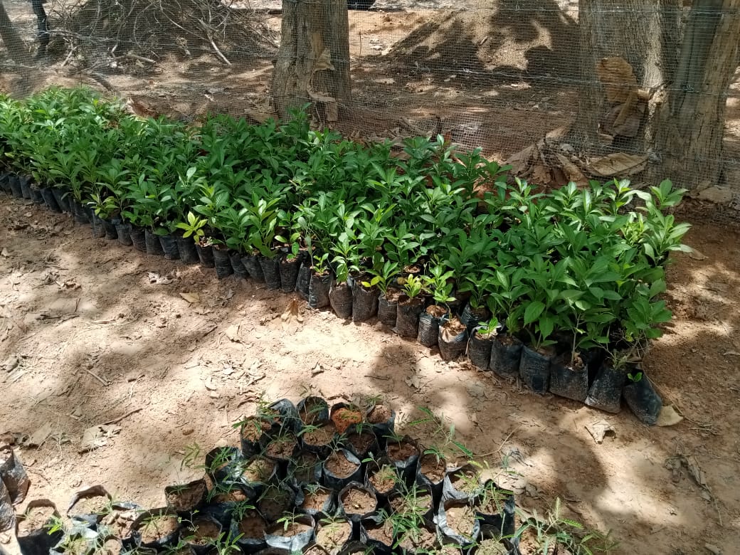 Shea tree maturation to be reduced from 25 years to 5 years ...