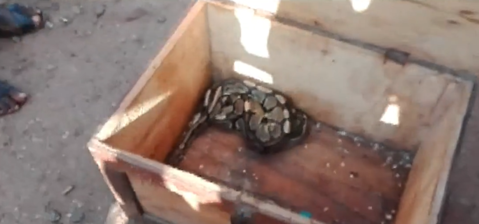 'Sakawa' boys return snake to ritualist after it failed to vomit money ...