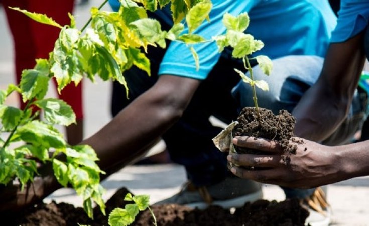 CBG embarks on 60,000-tree planting project to support Ghana’s climate ...