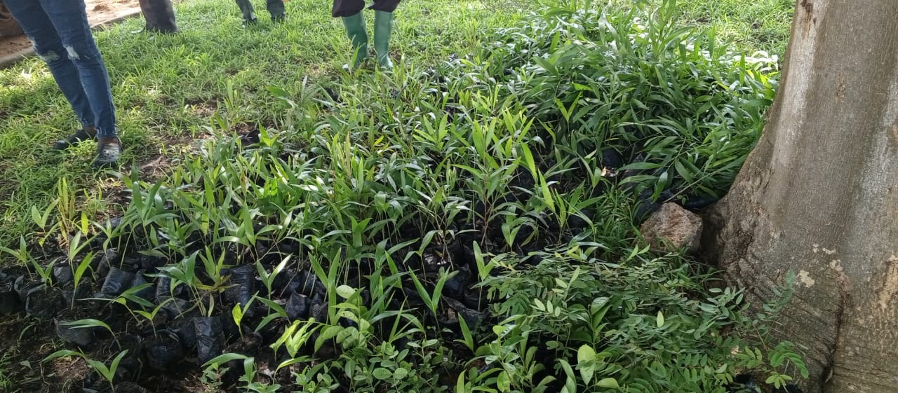 Green Ghana Day: Keta Municipal Assembly plants trees; MCE urges ...