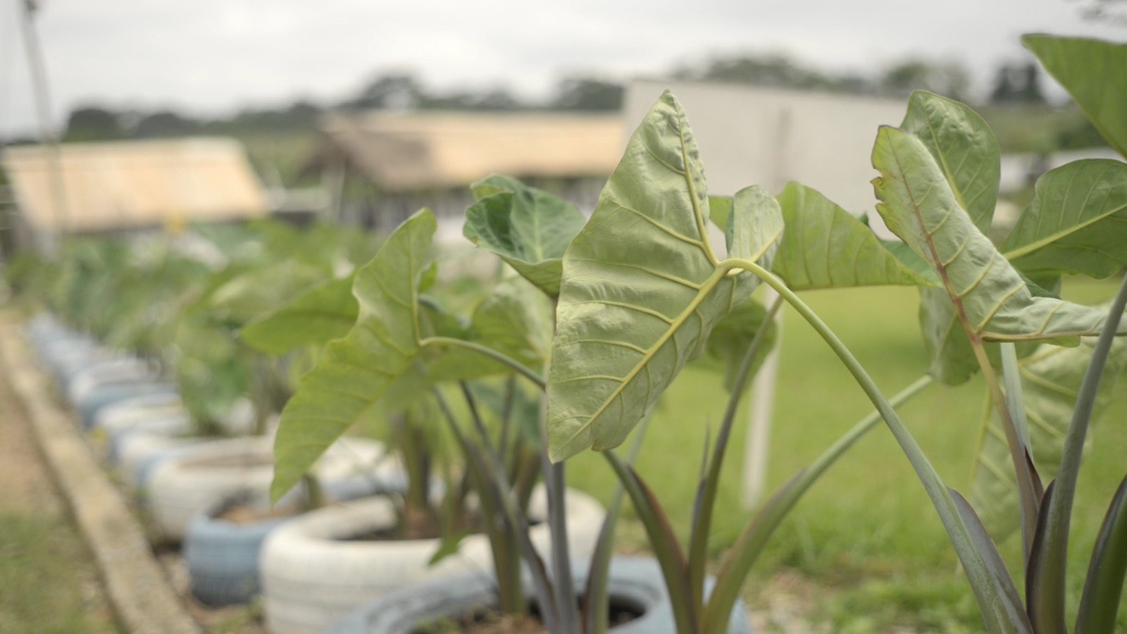 Crops Research Institute prioritizes climate resilient technologies ...