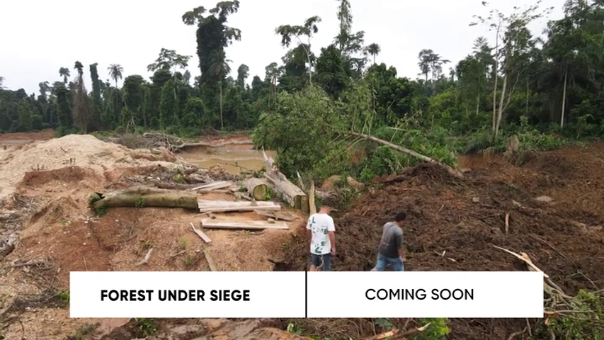 JoyNews to roll out three-part 'Forests under siege' documentary ...