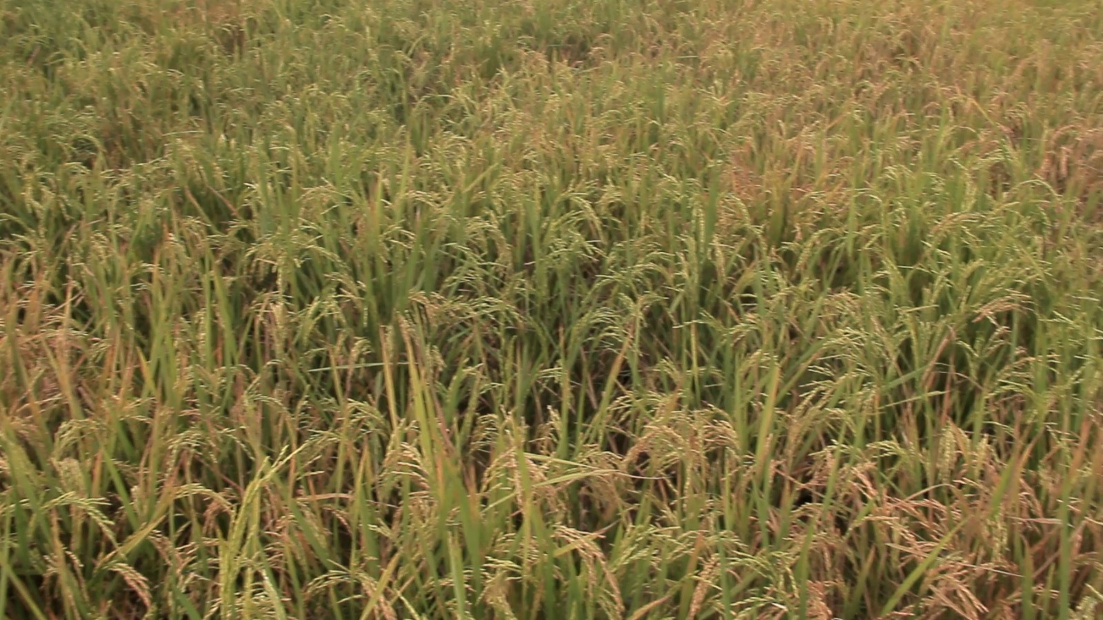 Study suggests decline in nutritional value of rice and wheat consumed ...