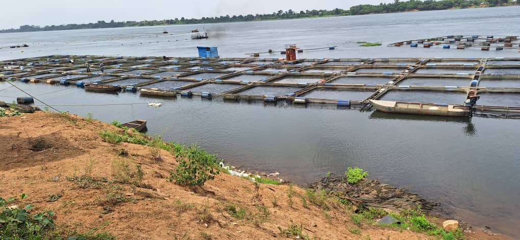Aveyime: Chinese couple fish farmers count losses; seek support after ...