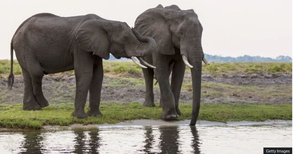African elephants call each other by unique names, new study shows ...
