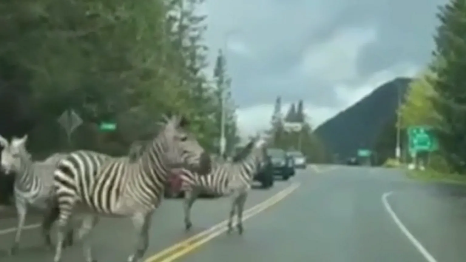 Zebra on loose after escape in US mountain country - MyJoyOnline