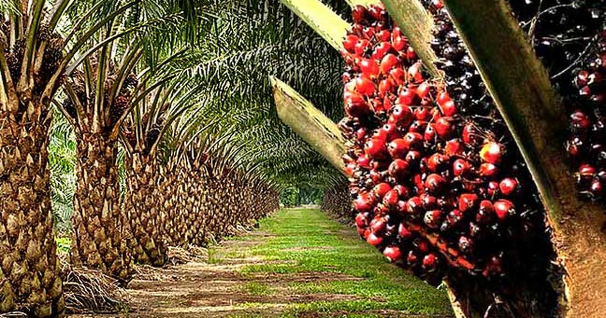 Enhanced incentive and regulatory frameworks needed in Ghana’s oil palm ...