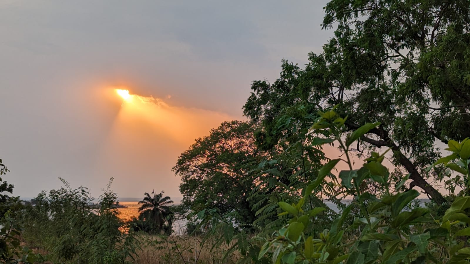 Global cooperation key to forest resilience, sustainability – IUFRO ...