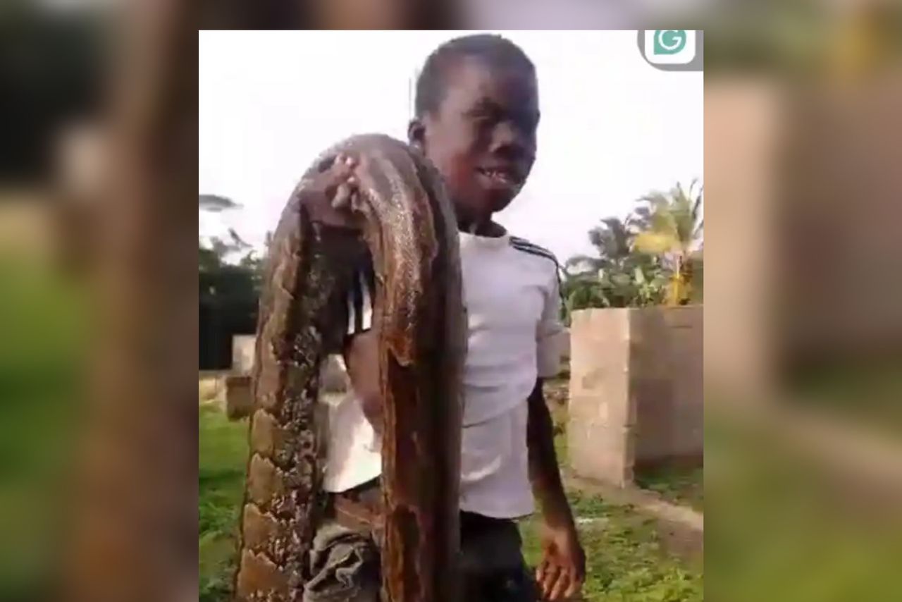 14-year-old conquers monstrous python in sugarcane farm - MyJoyOnline
