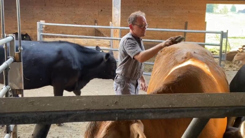 Raising cattle with beer: The Swiss experience - MyJoyOnline