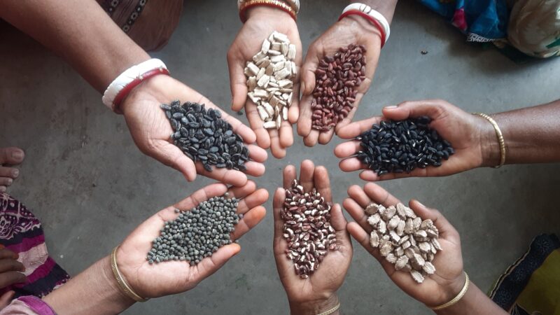 Over 30K new seed samples deposited at Svalbard Global Seed Vault for ...