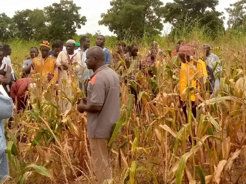 CSIR-SARI showcases stress-tolerant, hybrid maize to farmers - MyJoyOnline