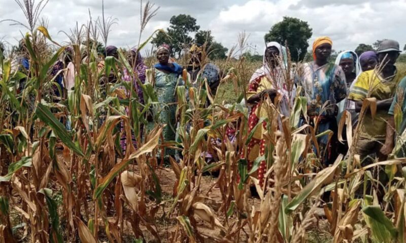 CSIR-SARI introduces climate-resilient, nutritionally enhanced maize ...