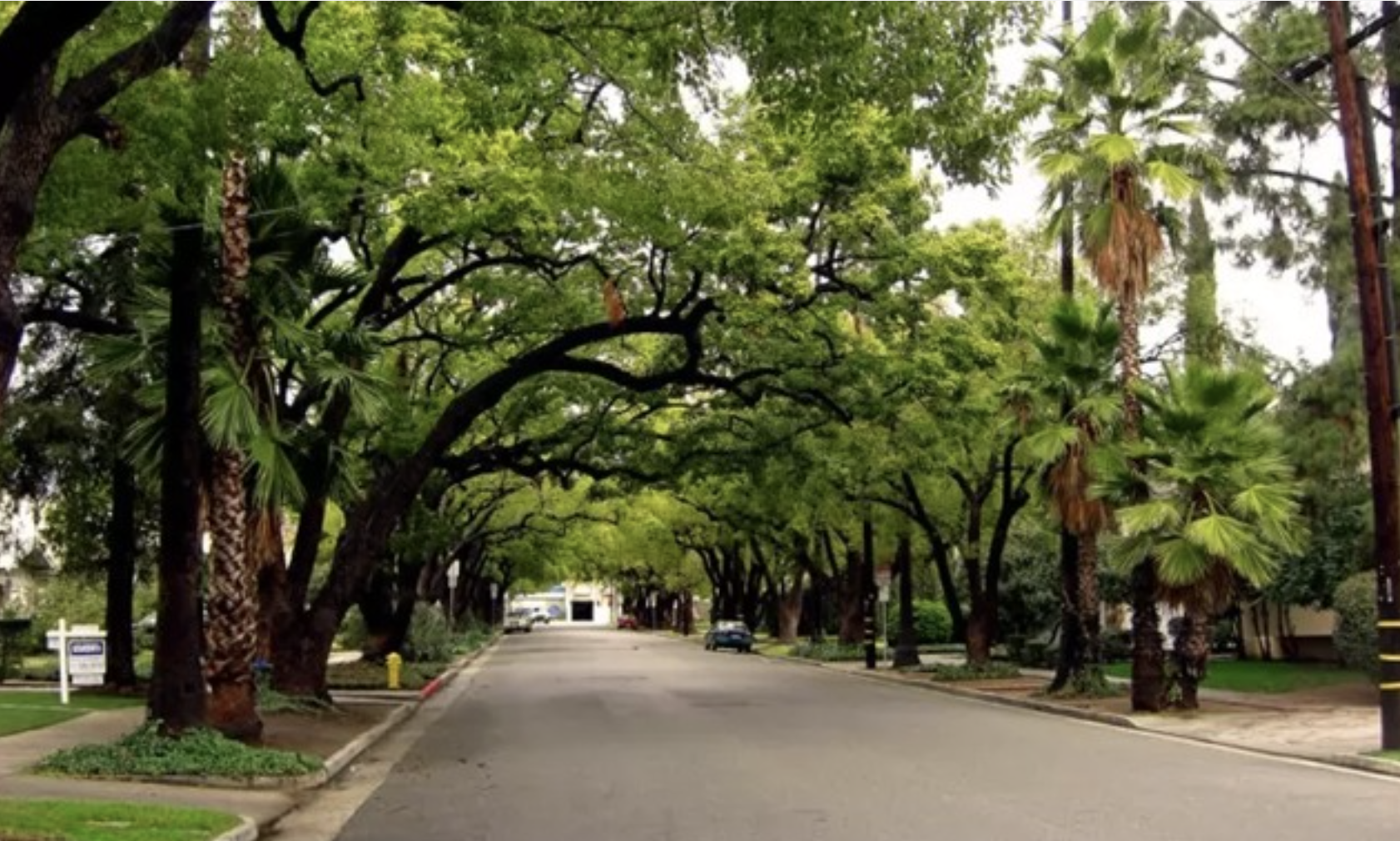 CSIR-FORIG scientist advocates for proper engineering of urban forestry ...