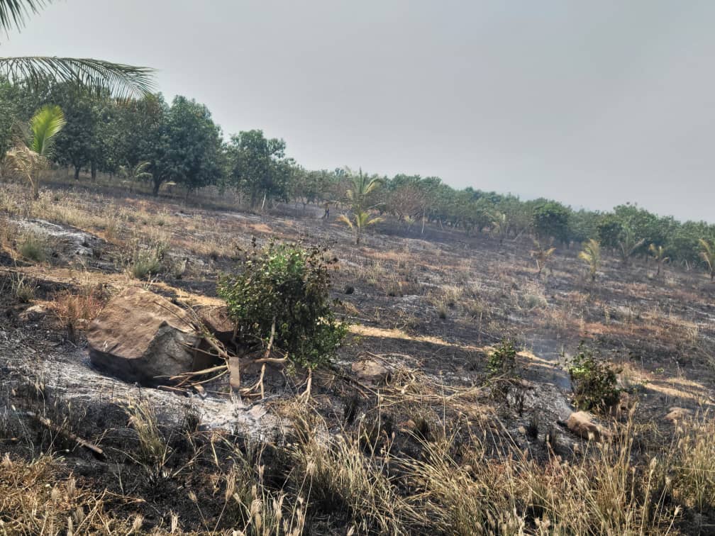 Fire destroys 12-acre mango farm in Somanya - MyJoyOnline