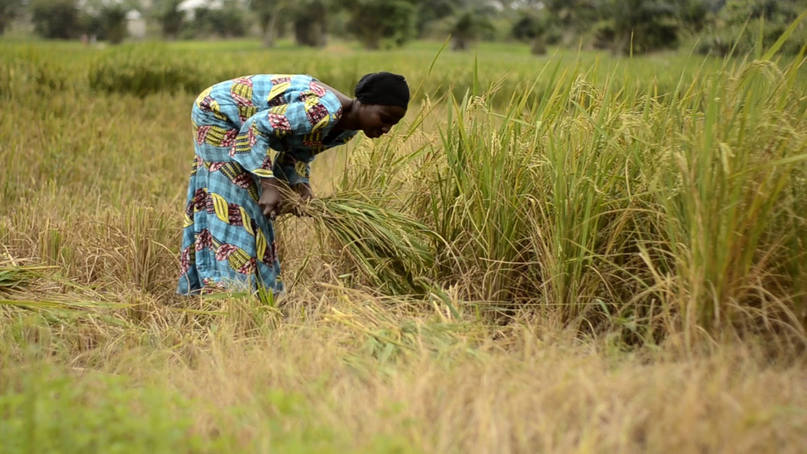 Soil health and insufficient farm implements plaguing Ghana’s rice ...