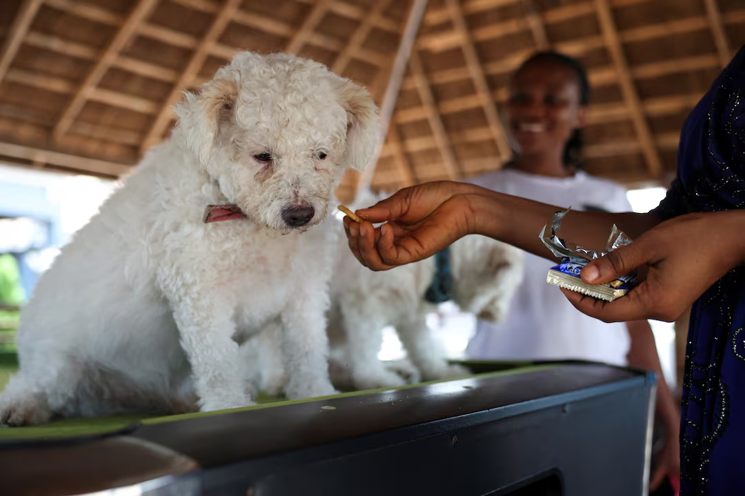 Nigeria's dog owners hit with surging pet food prices amid cost of ...