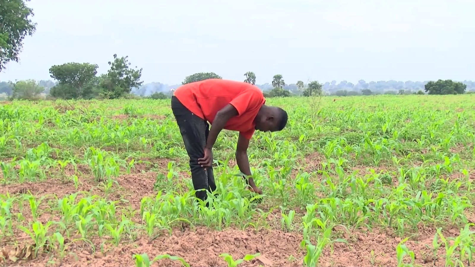 Delayed rains, poor sales discouraging Ejura maize farmers to plant ...