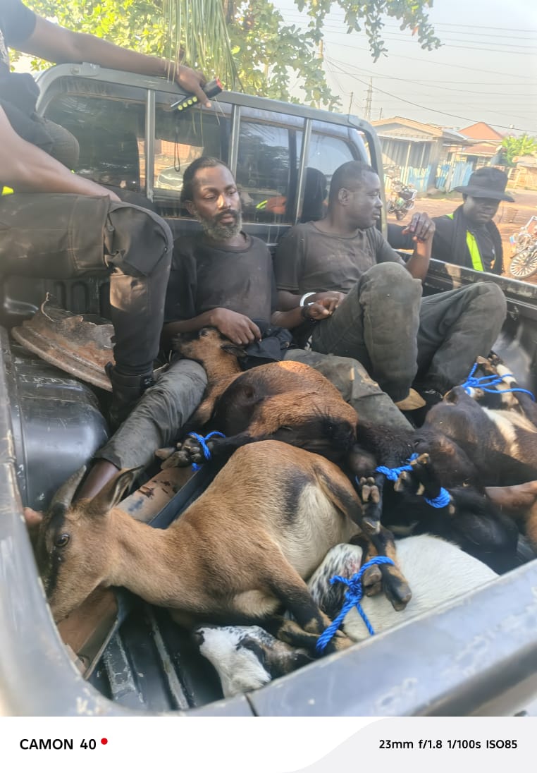 Police arrest two suspected goat-stealing syndicates with 27 animals in ...