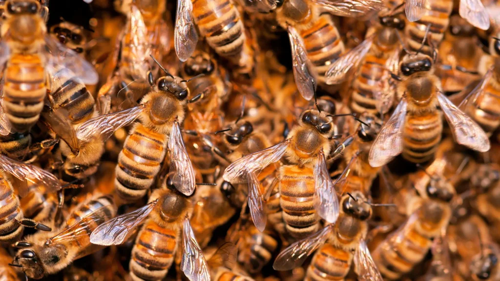 Tragedy in Agona Swedru as three-year-old boy dies in bee attack ...