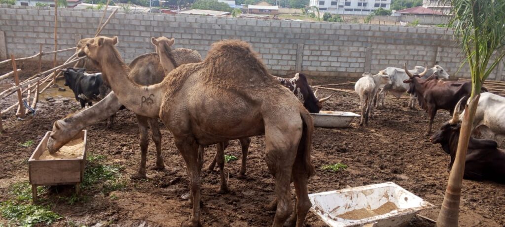 Desert livestock in cocoa land – What now, CSIR-ARI? - MyJoyOnline