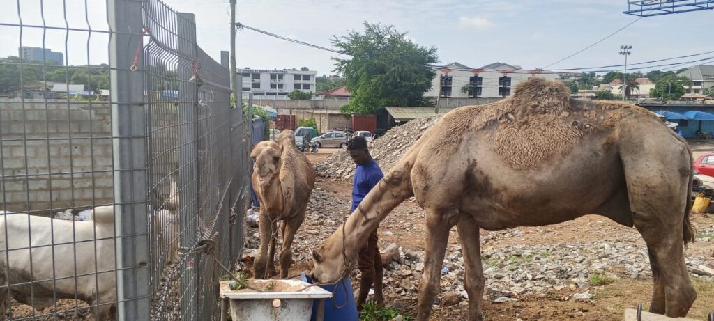 Desert livestock in cocoa land – What now, CSIR-ARI? - MyJoyOnline